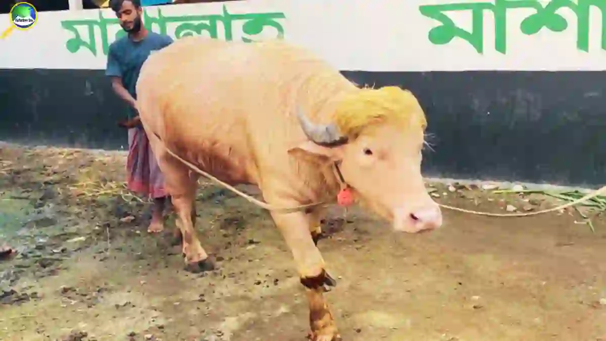 City Bank Bkash Loan Apply Online 2026 – কিভাবে বিকাশ অ্যাপে লোন নেওয়া ...